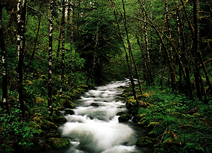 +25 Imágenes de La Naturaleza Bonitas | Listas para Admirarlas