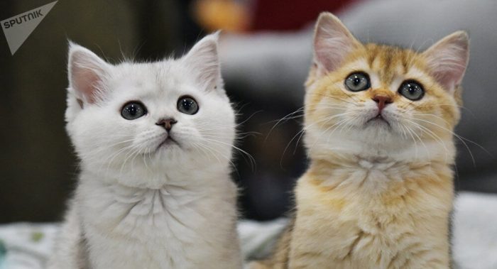 Imágenes de Gatos muy Bonitas | Tiernas | Amor felino 🐱