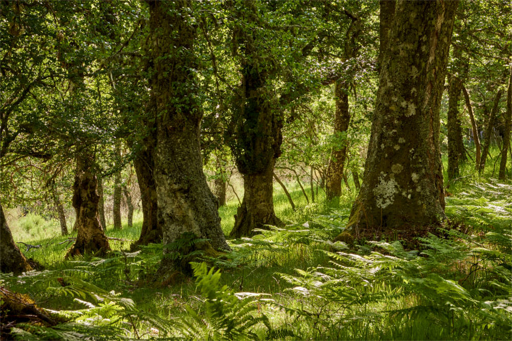 Las mejores Imágenes de bosques Bonitos para Descargar