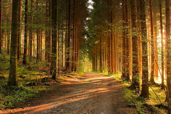 Las mejores Imágenes de bosques Bonitos para Descargar