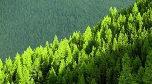 Las mejores Imágenes de bosques Bonitos para Descargar