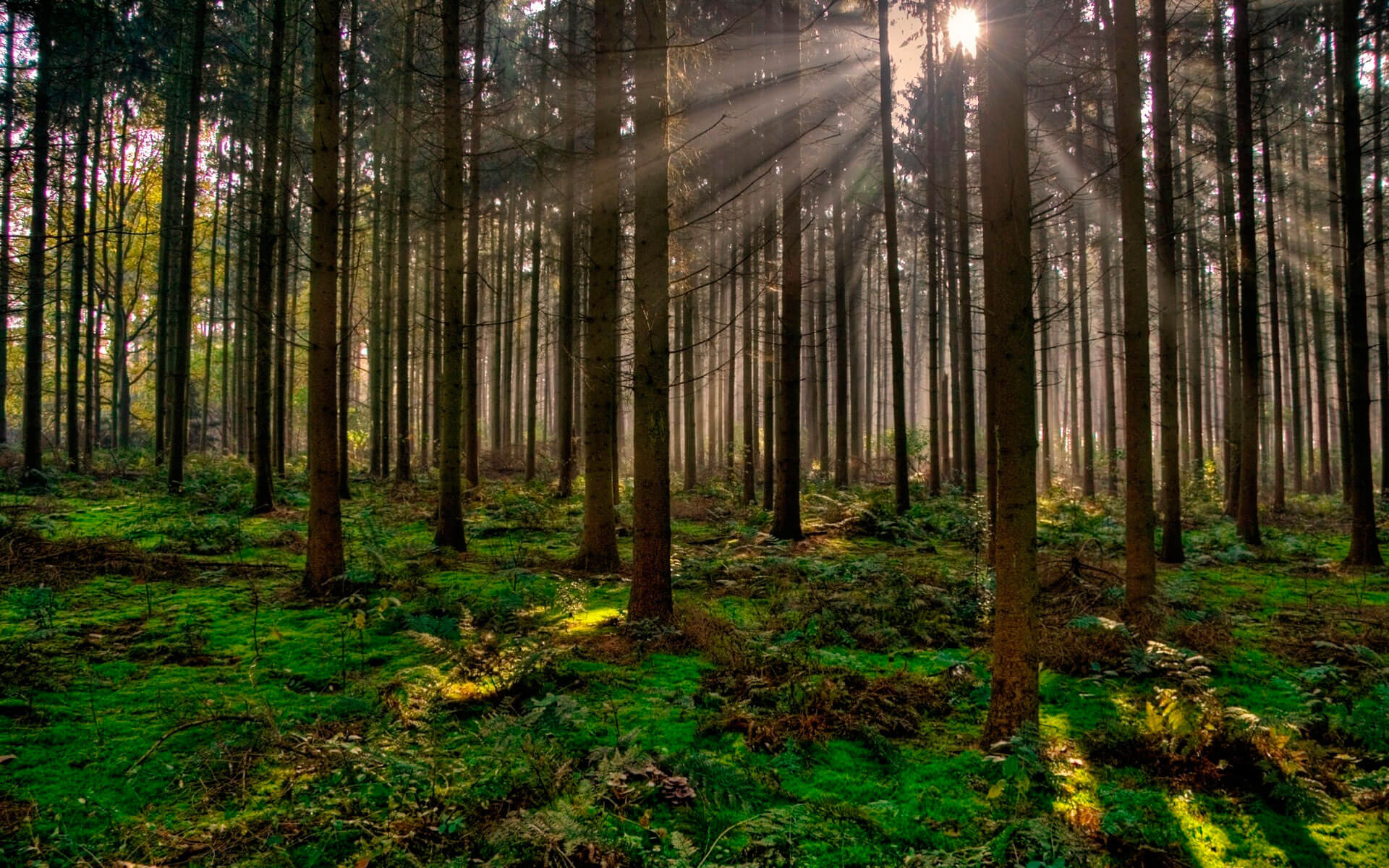 Las mejores Imágenes de bosques Bonitos para Descargar