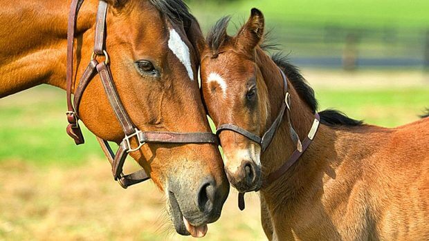 Las Imágenes de Caballos Más Bonitas | Ideales para Portadas